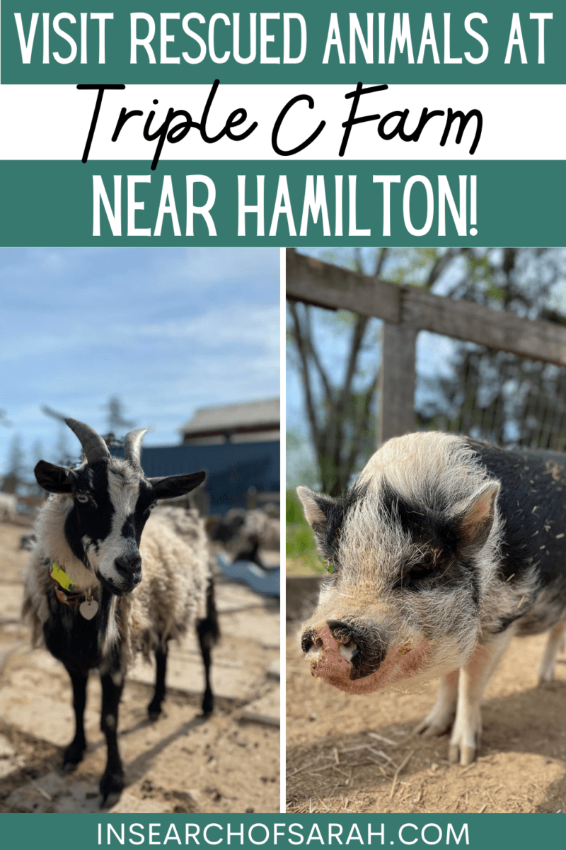 Visit Rescued Farm Animals at Triple C Farm | In Search of Sarah