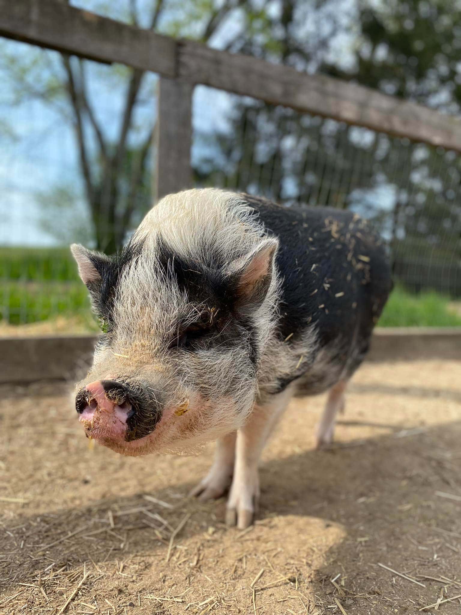 Visit Rescued Farm Animals at Triple C Farm | In Search of Sarah