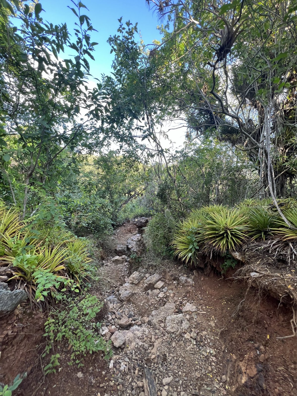 The Complete Guide to Hiking Mount Christoffel in Curaçao