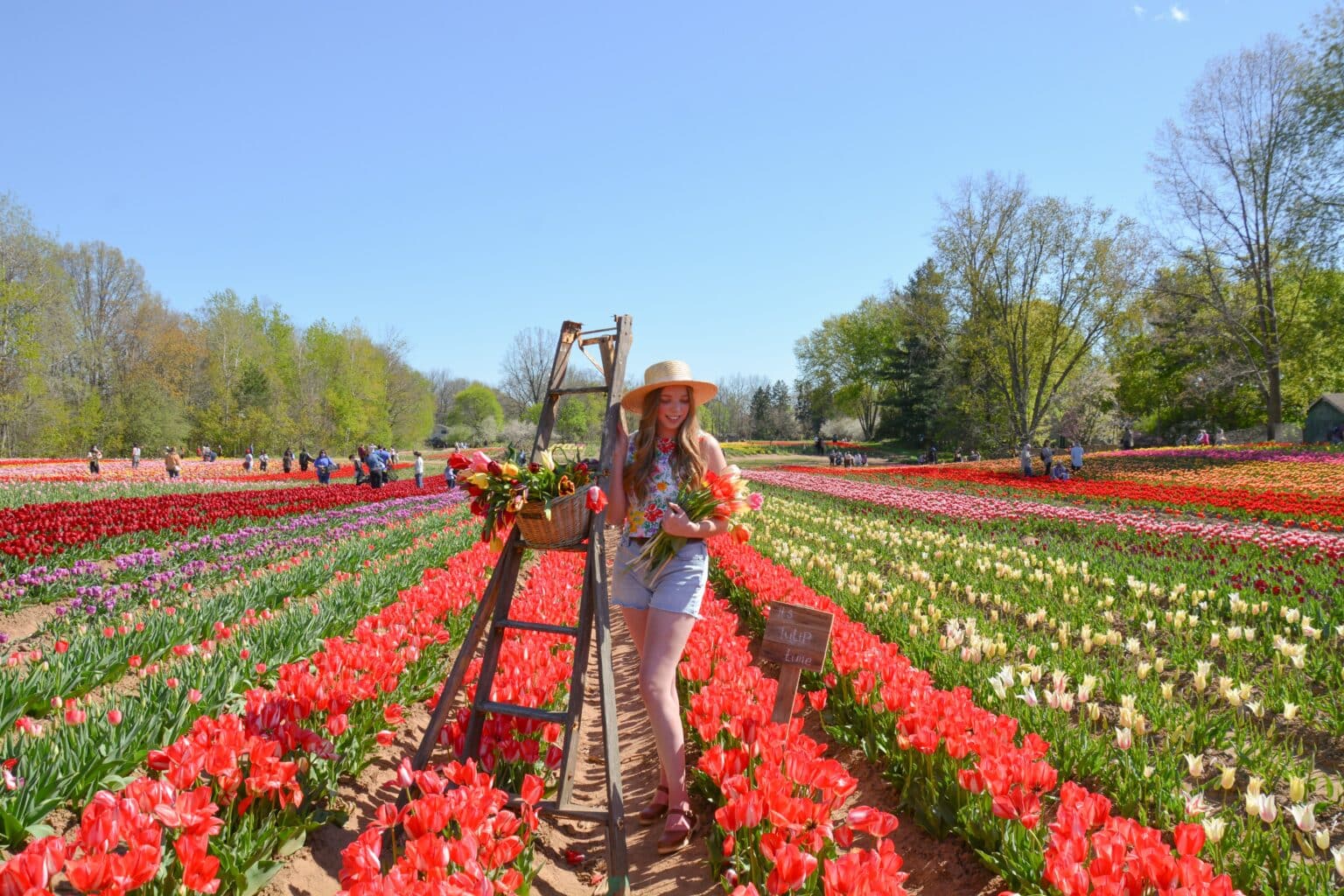 Visit these Amazing Tulip Farms in Niagara this Spring!