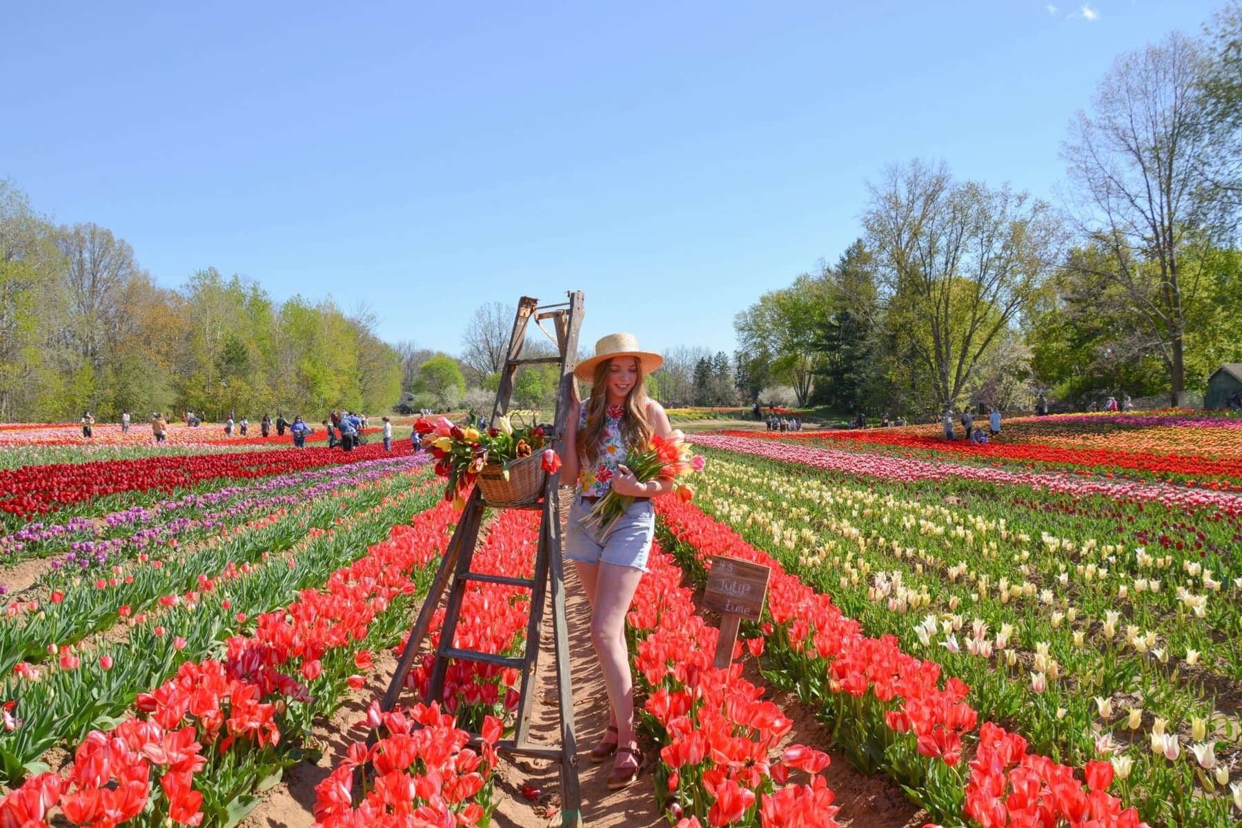 Visit these Amazing Tulip Farms in Niagara this Spring!