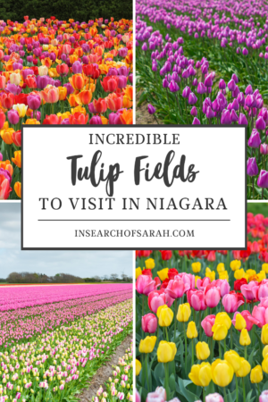 Visit these Amazing Tulip Farms in Niagara this Spring!