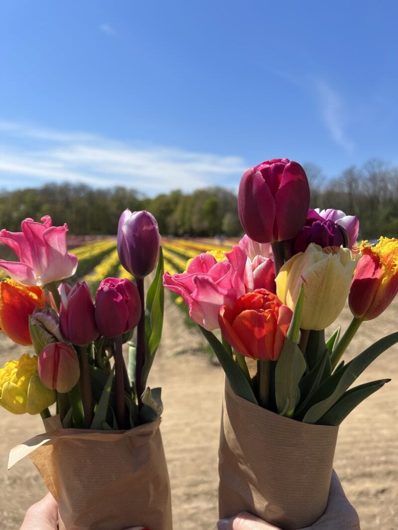 Visit these Amazing Tulip Farms in Niagara this Spring!