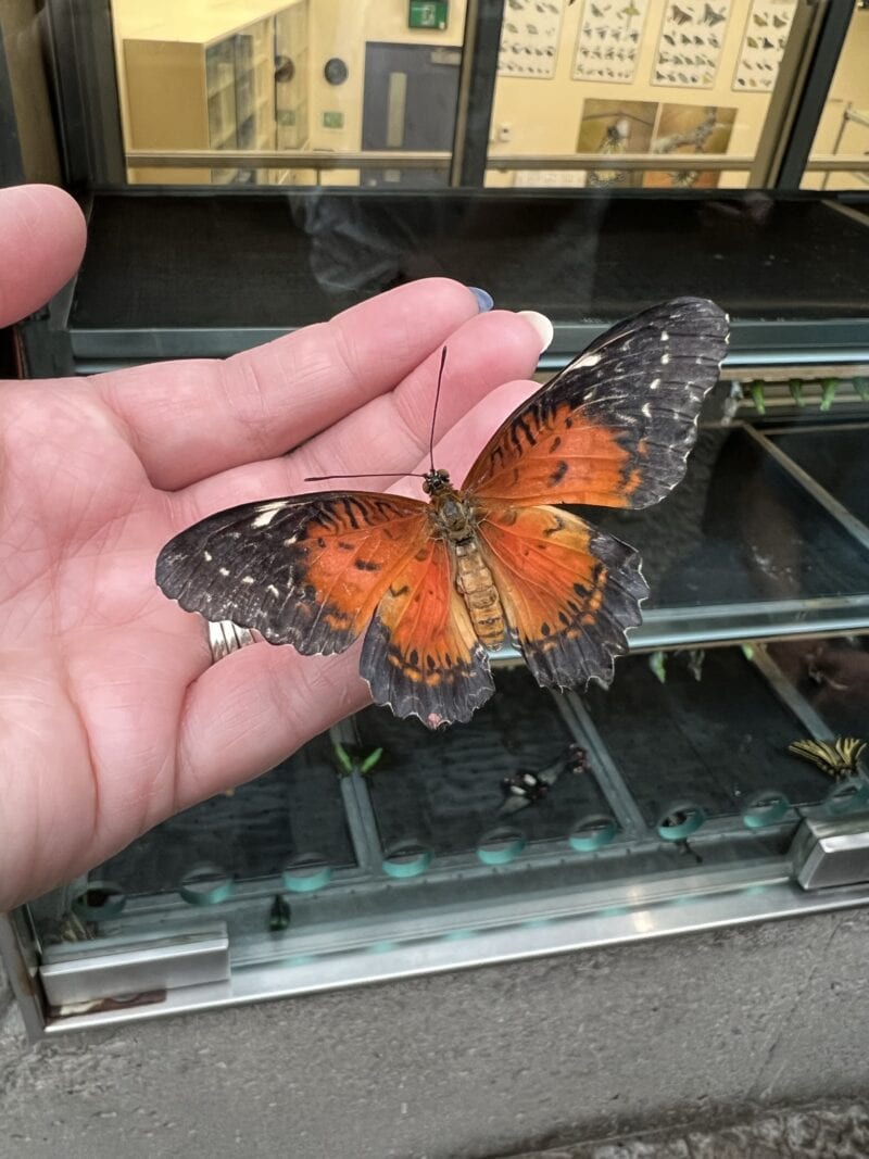 Visiting the Butterfly Conservatory in Niagara Falls (2023)