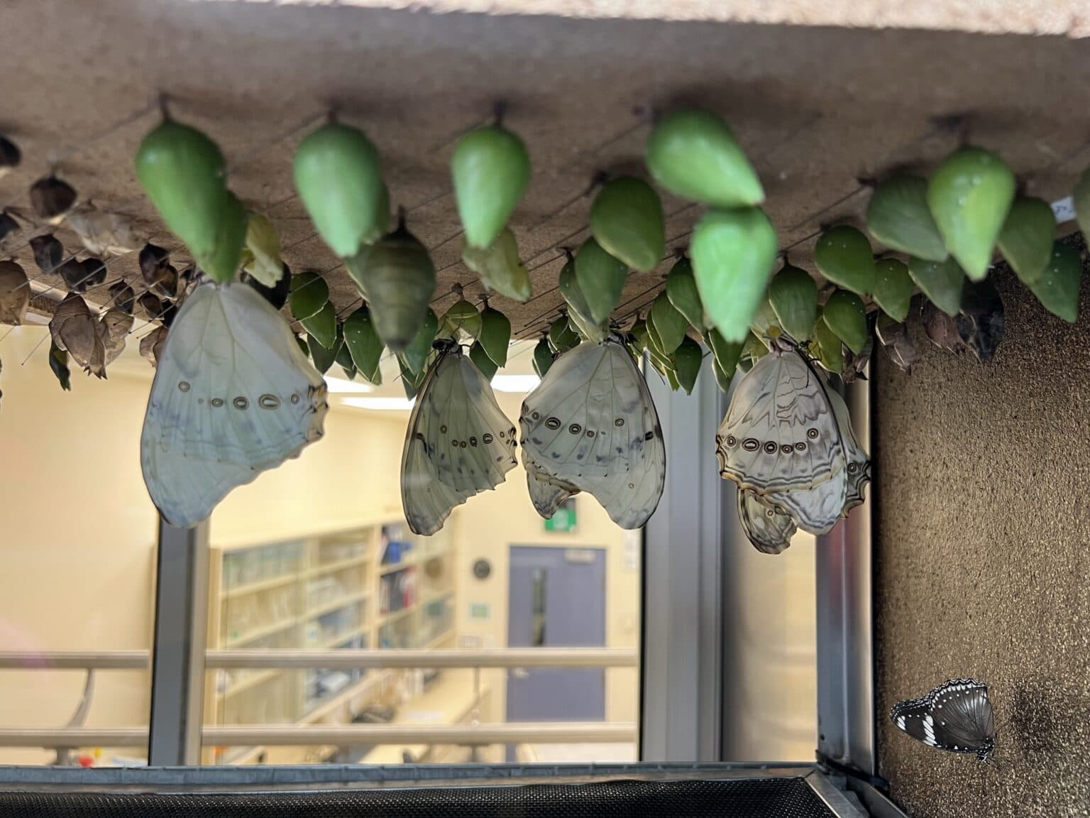 Visiting the Butterfly Conservatory in Niagara Falls (2023)