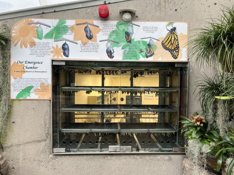Visiting the Butterfly Conservatory in Niagara Falls (2023)