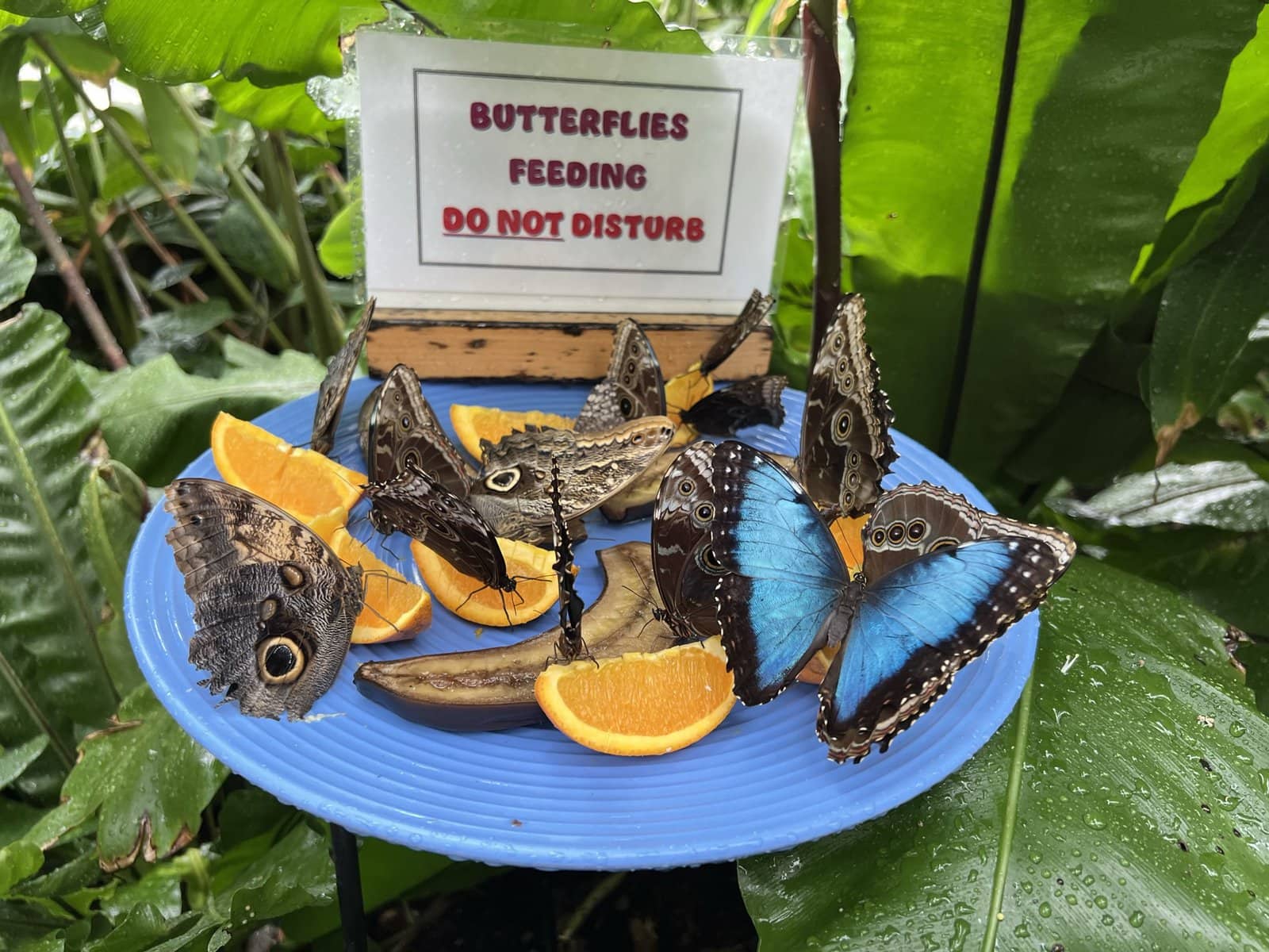 Visiting the Butterfly Conservatory in Niagara Falls (2023)