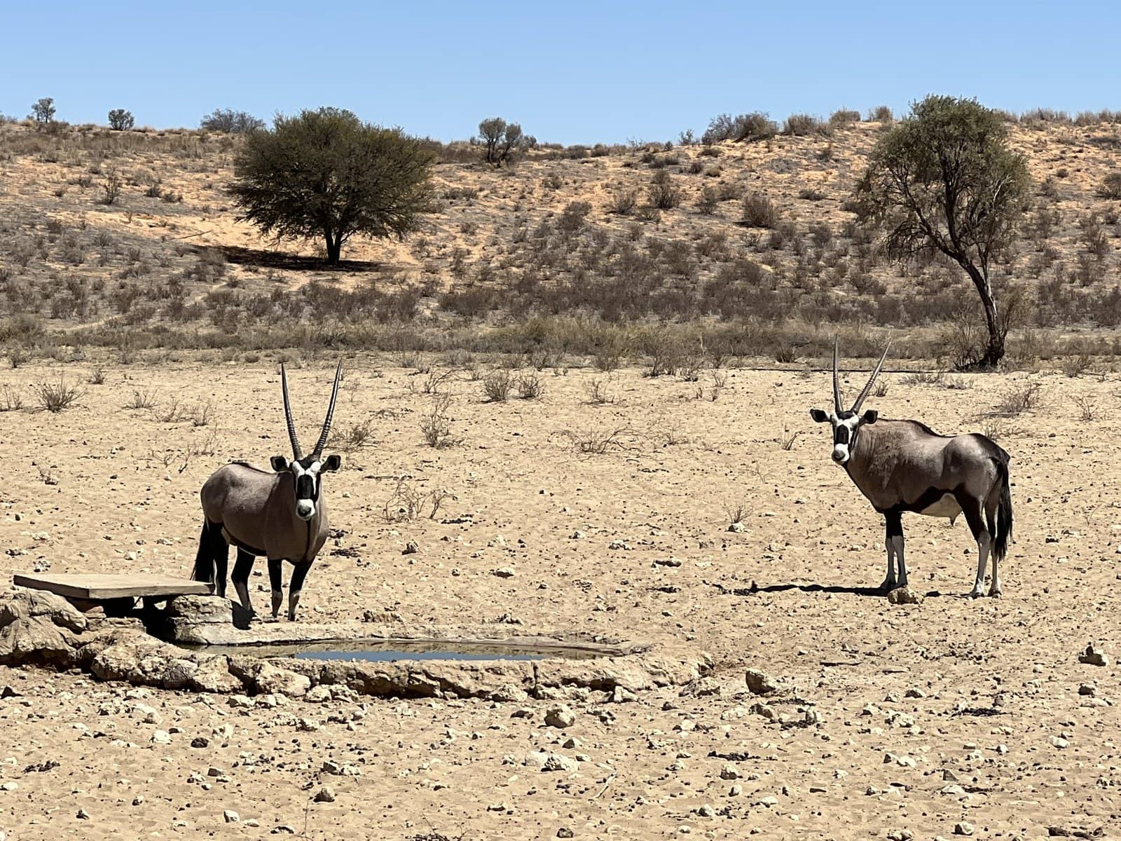 Helpful Visiting Tips for Kgalagadi Transfrontier Park