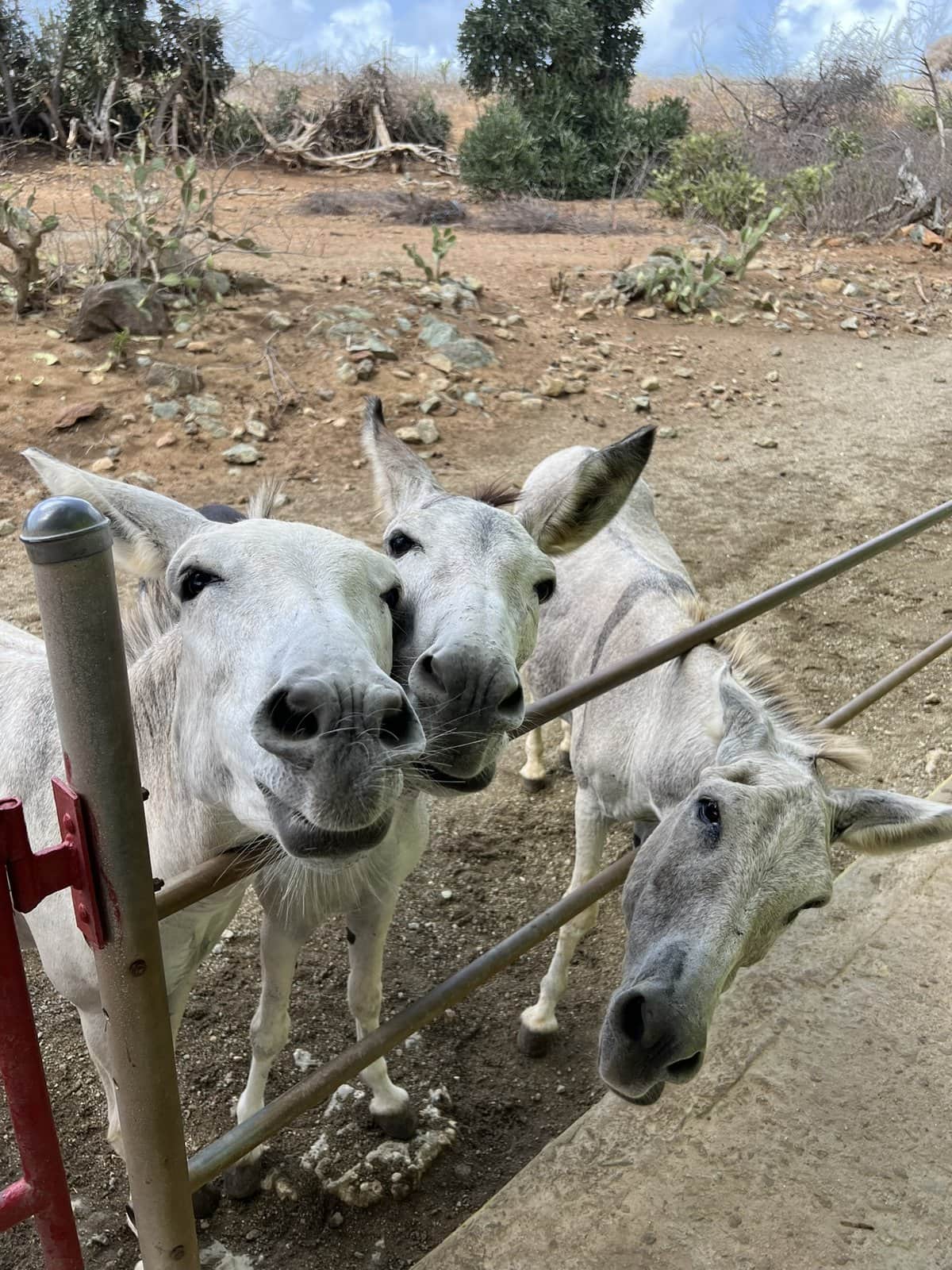 Aruba On A Budget: Unforgettable Free Things To Do In Aruba!