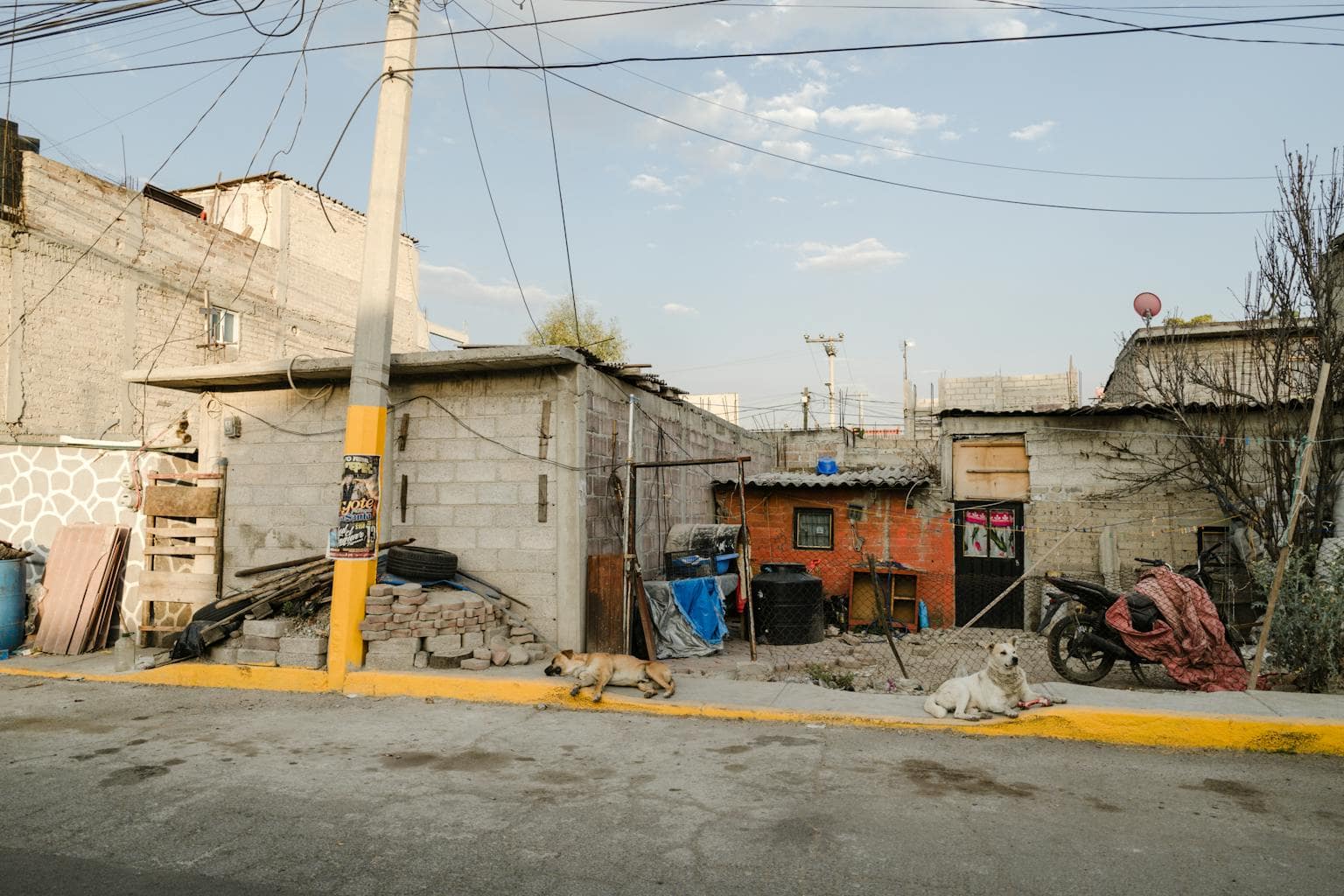 Stray Dogs in Mexico: Everything You Need To Know
