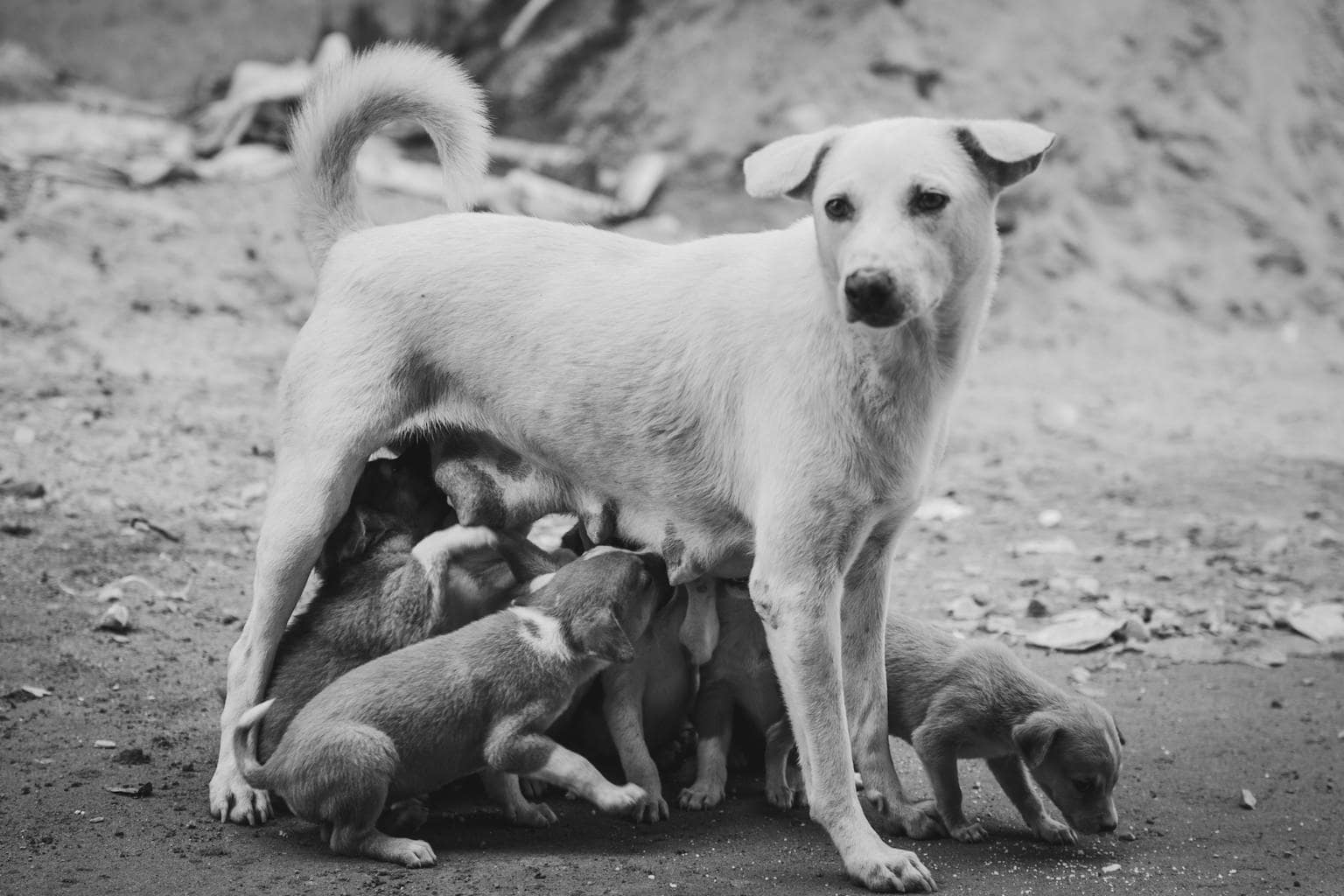 Stray Dogs in Mexico: Everything You Need To Know