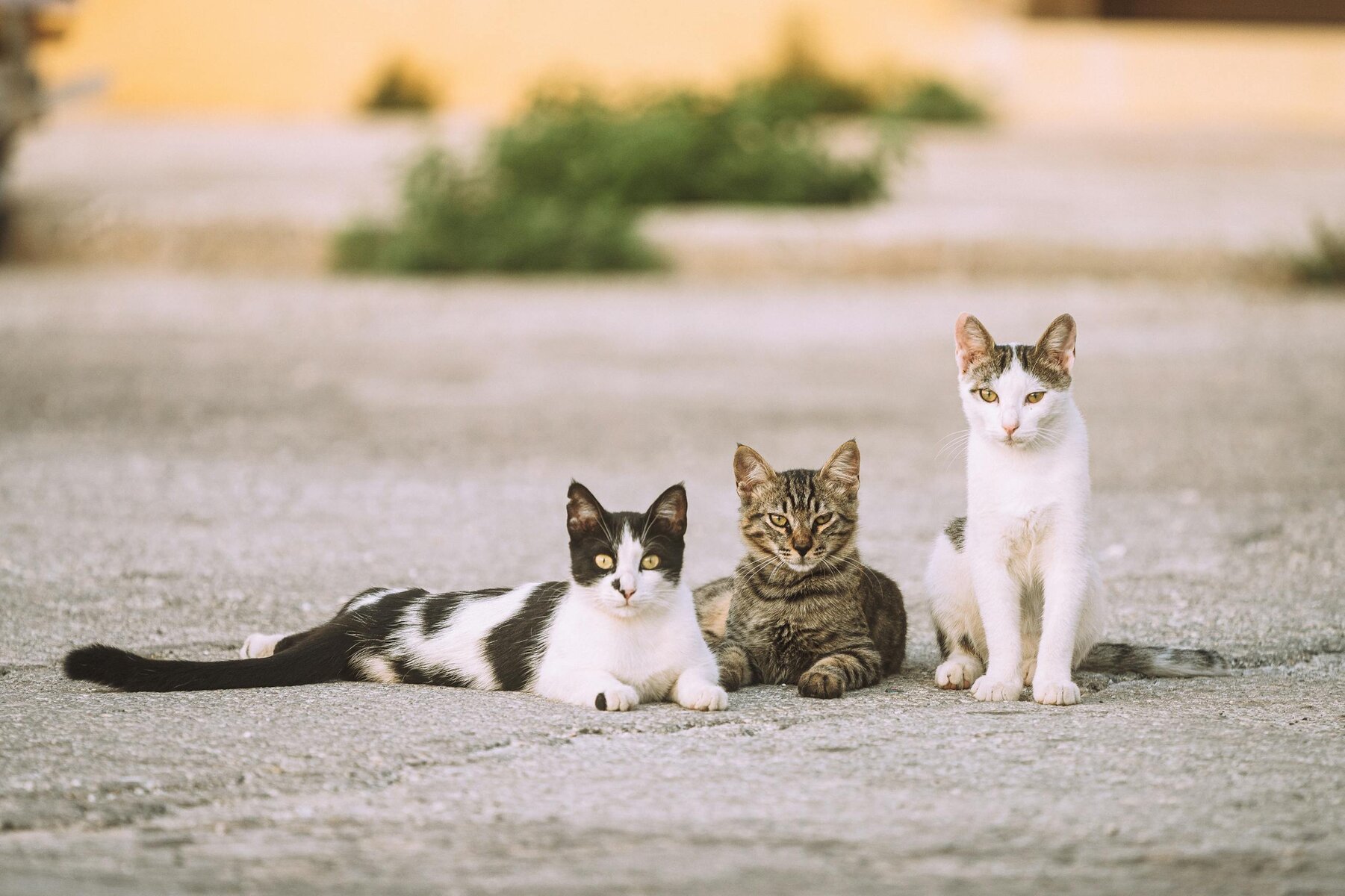 Stray Dogs in Mexico: Everything You Need To Know